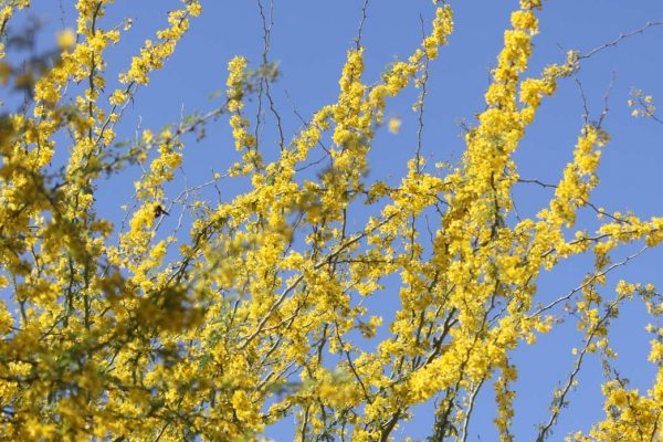 Palo Brea - Sunnylands Art Garden