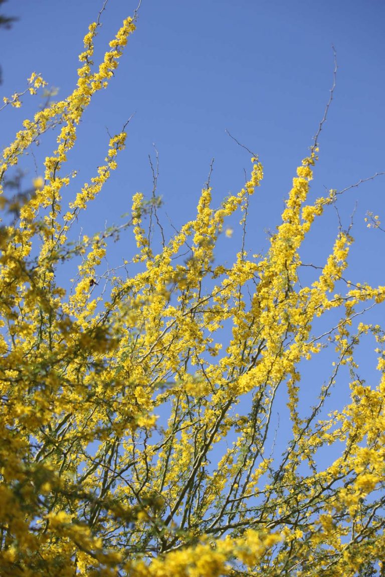 Palo Brea - Sunnylands Art Garden