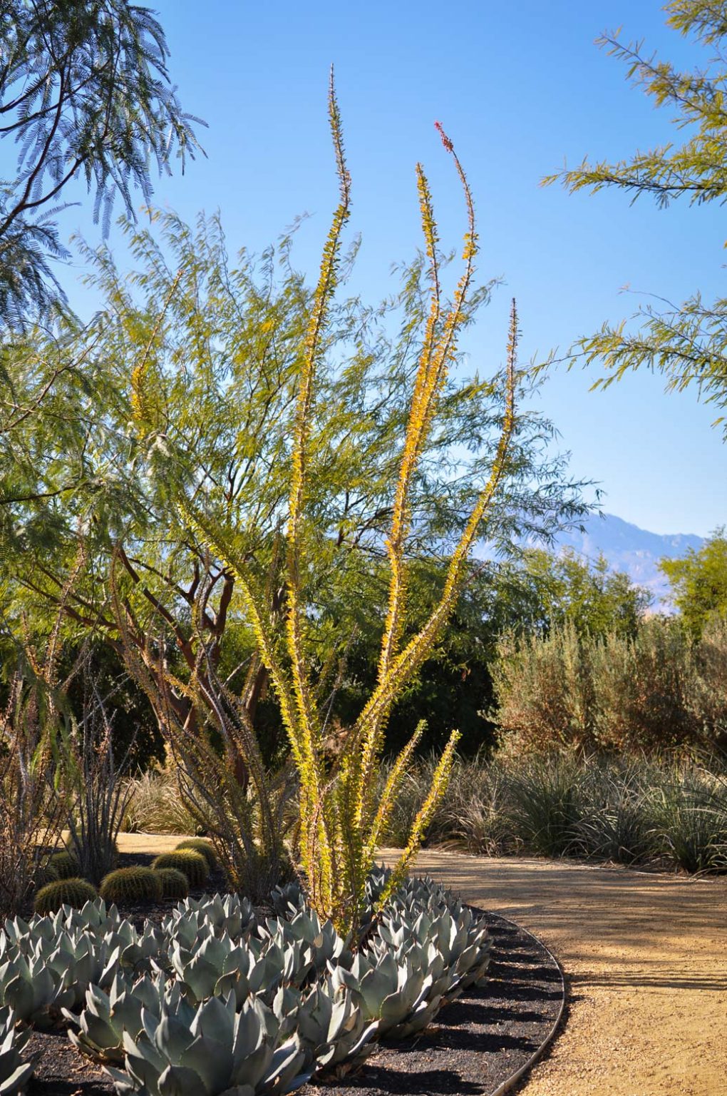 Ocotillo - Sunnylands Art Garden