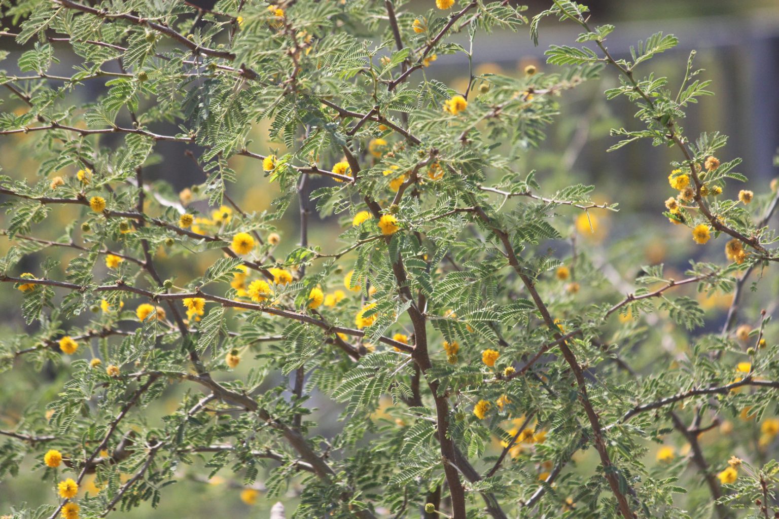 Sweet Acacia - Sunnylands Art Garden