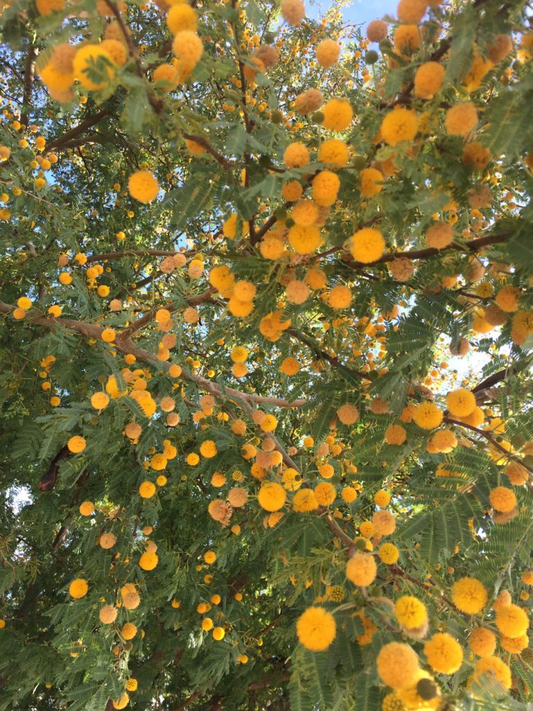 Sweet Acacia - Sunnylands Art Garden