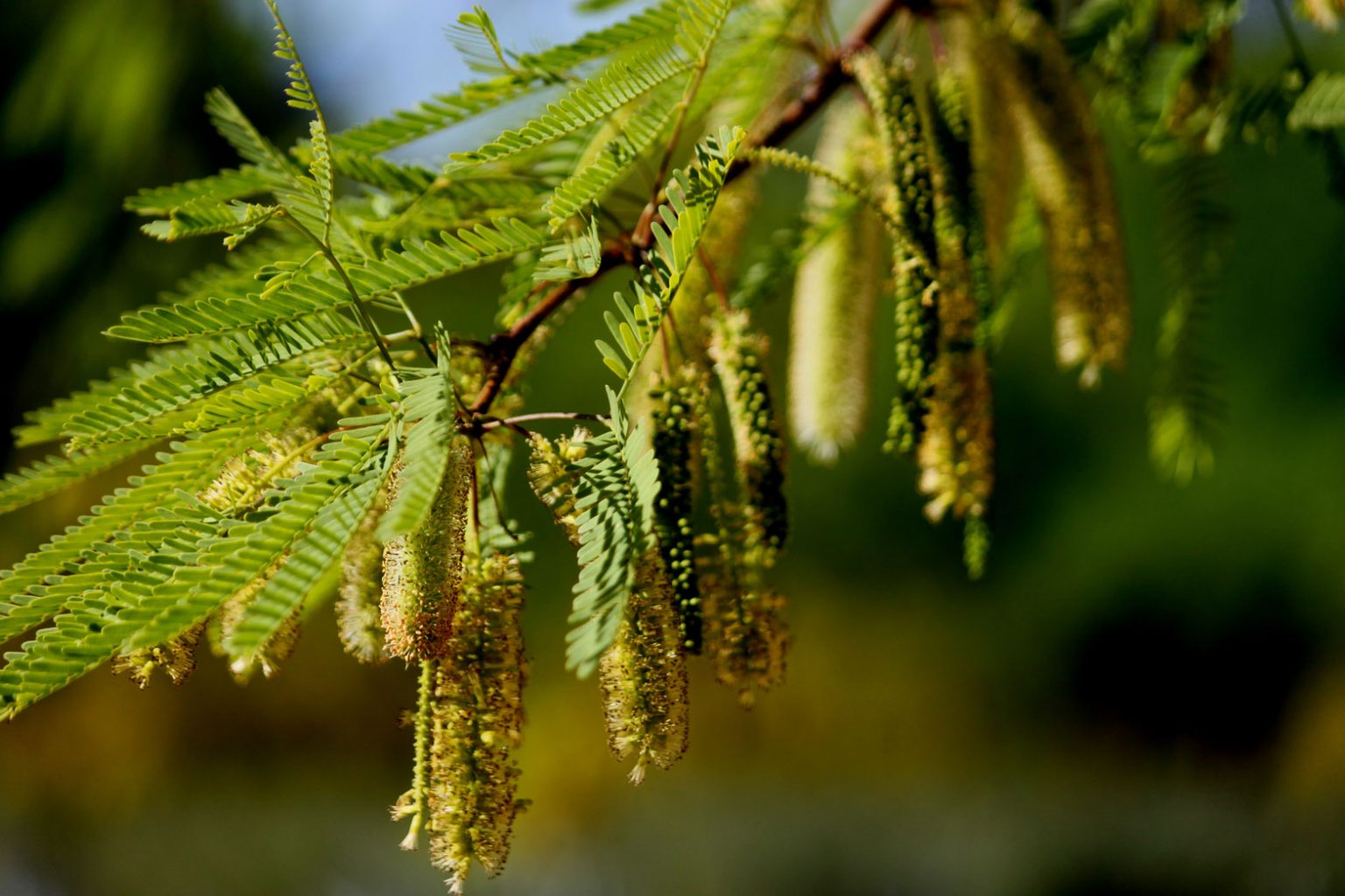 Mesquite hybrids - Sunnylands Art Garden