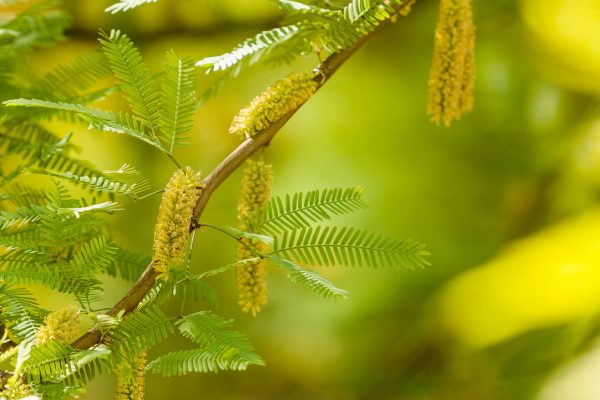 Mesquite hybrids - Sunnylands Art Garden