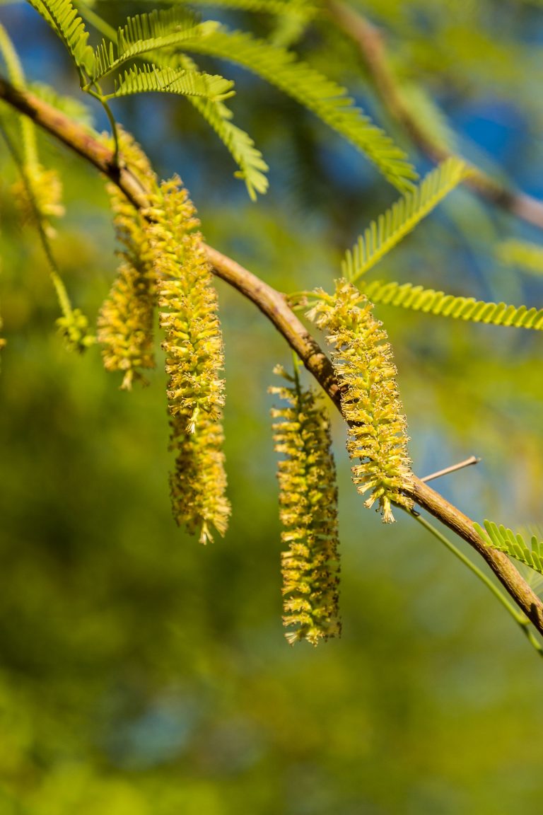 Mesquite hybrids - Sunnylands Art Garden