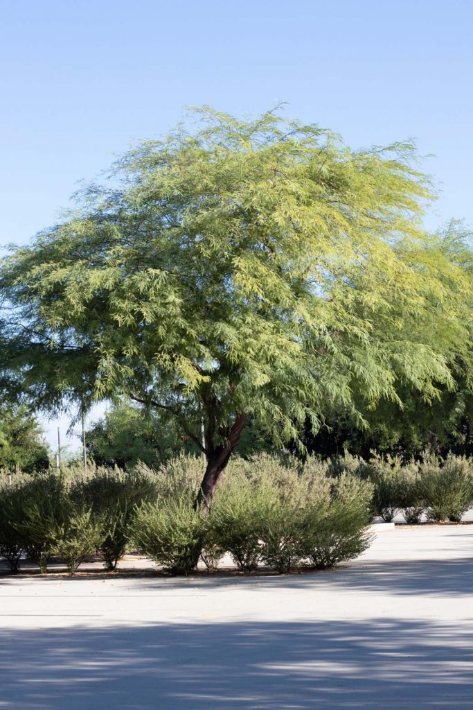 Mesquite hybrids - Sunnylands Art Garden