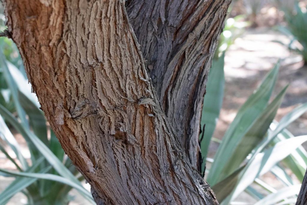Mesquite hybrids - Sunnylands Art Garden