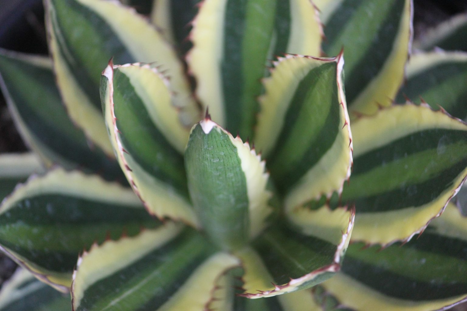 Thorn-crested Agave - Sunnylands Art Garden