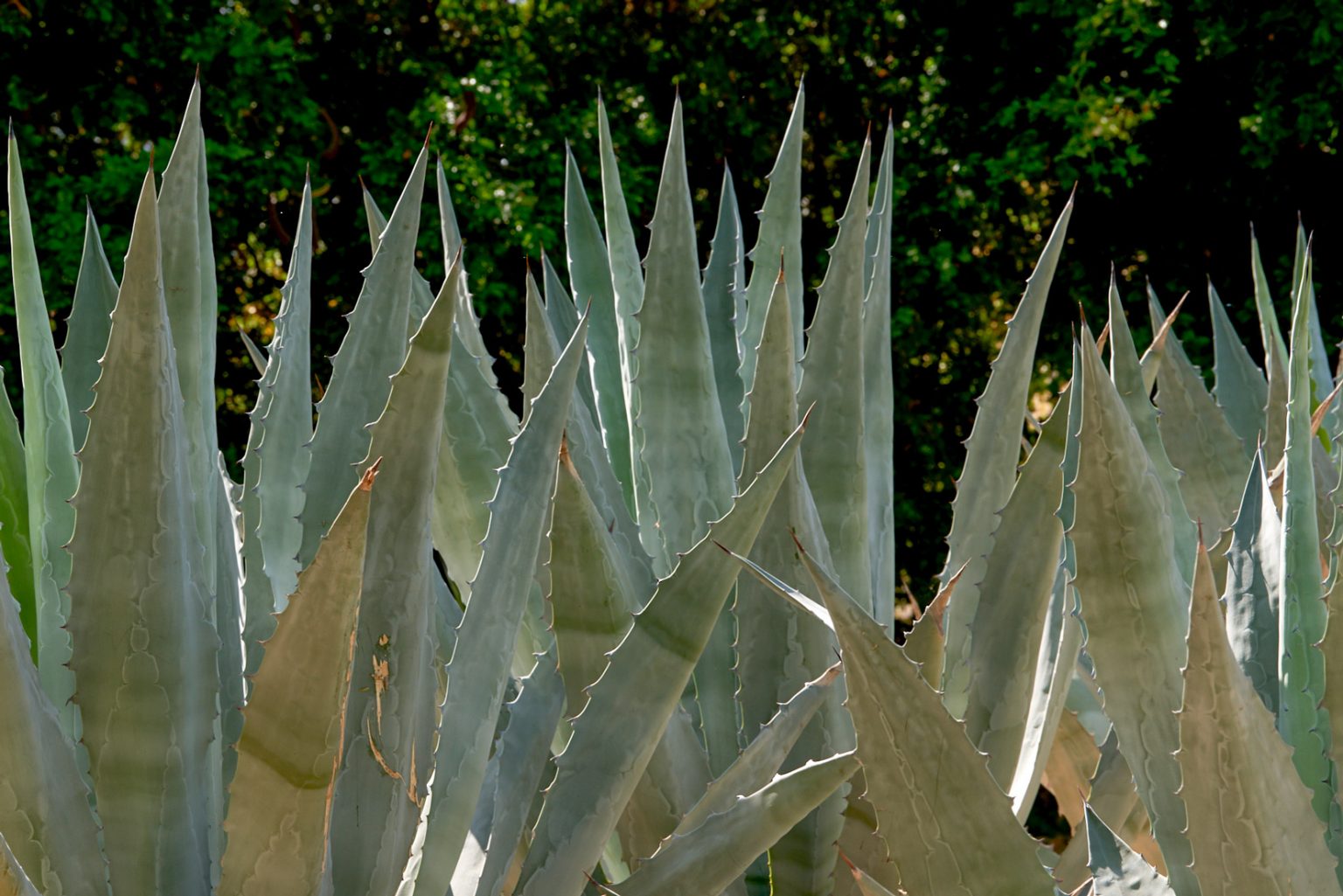 Century Plant - Sunnylands Art Garden