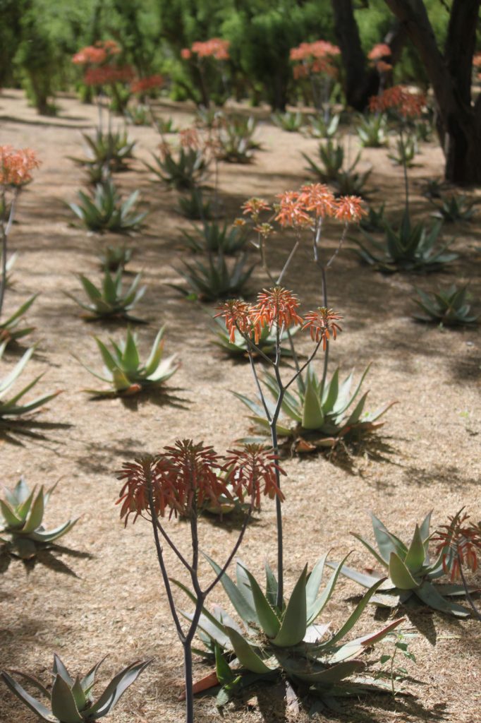 Ghost Aloe - Sunnylands Art Garden