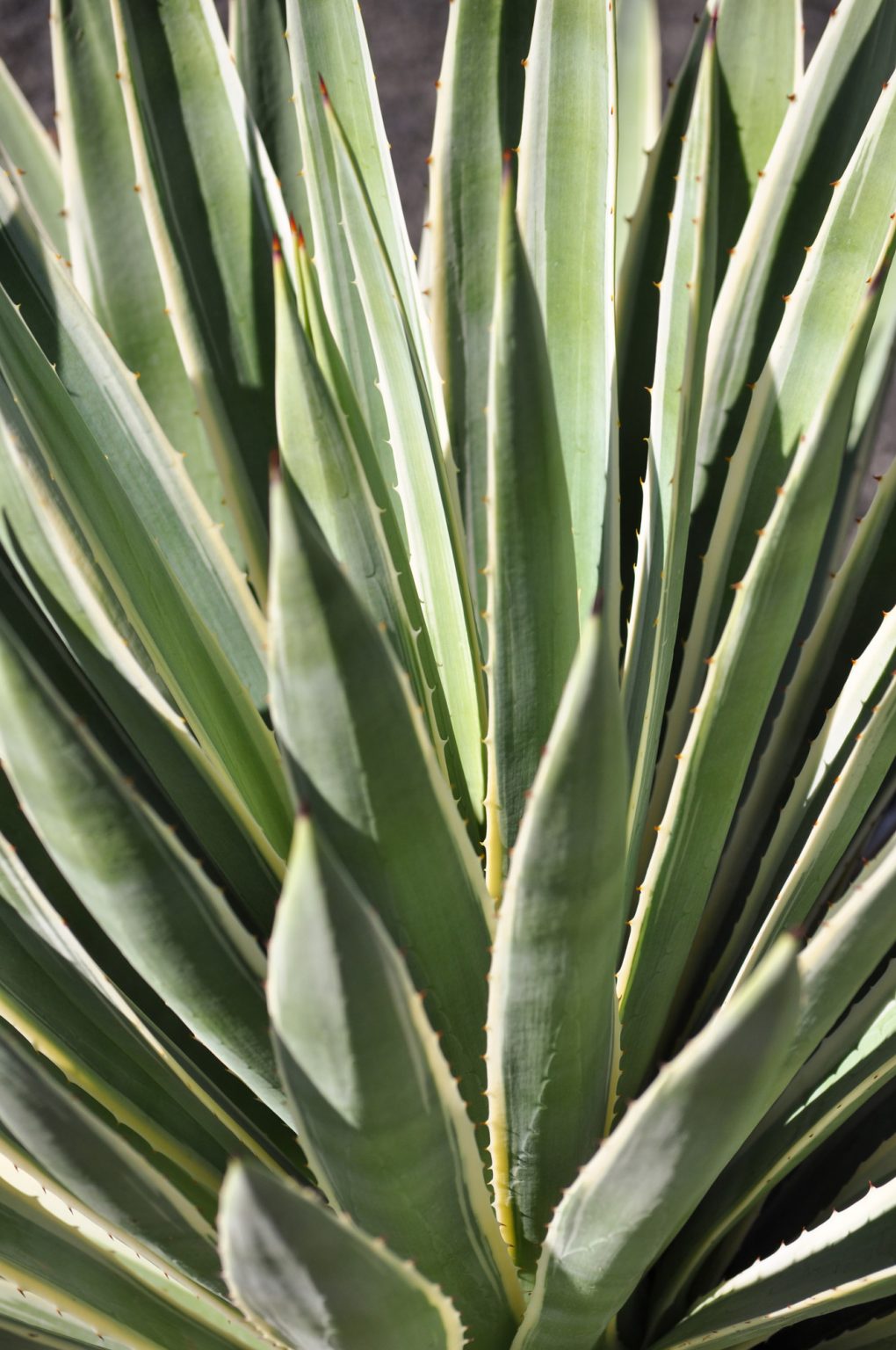 Caribbean Agave - Sunnylands Art Garden