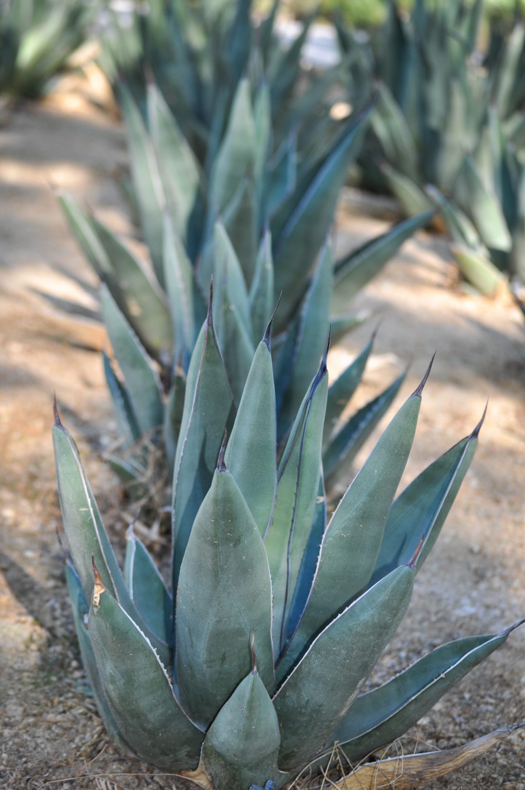 Sharkskin Agave - Sunnylands Art Garden
