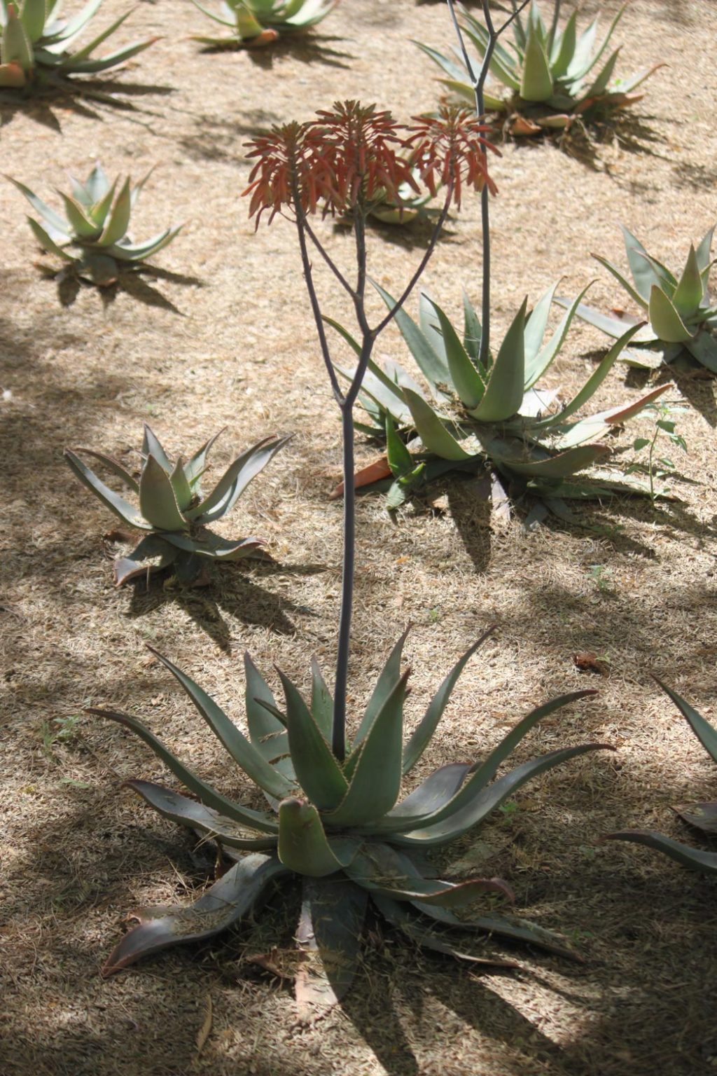 Ghost Aloe - Sunnylands Art Garden
