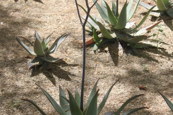 Ghost Aloe - Sunnylands Art Garden
