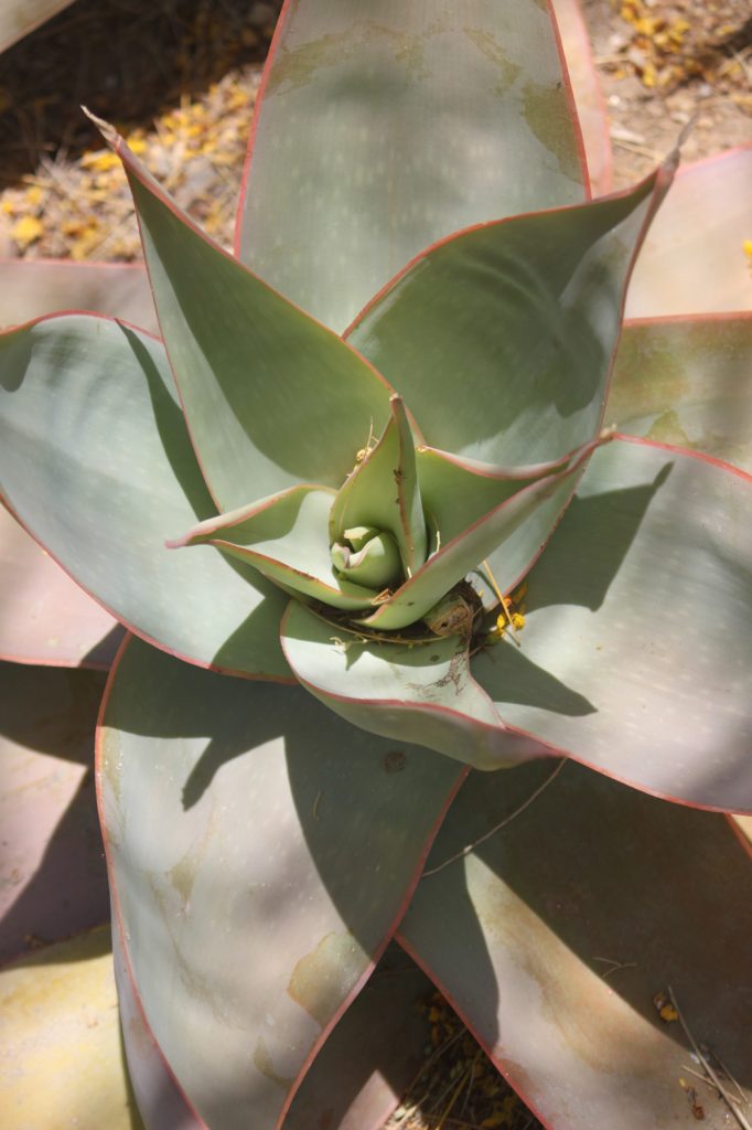 Ghost Aloe - Sunnylands Art Garden