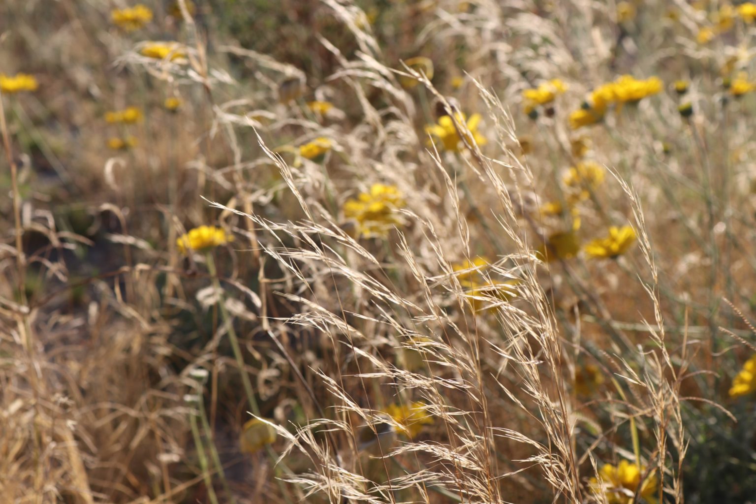 Indian Ricegrass - Sunnylands Art Garden