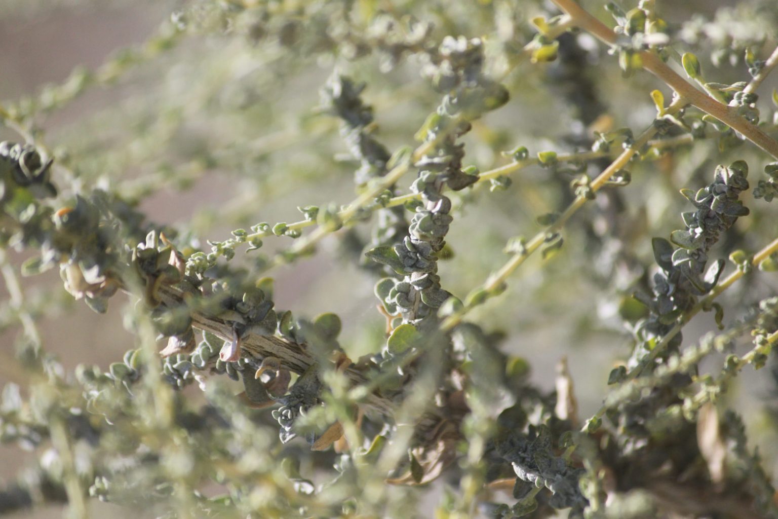 Desert Salt Bush - Sunnylands Art Garden