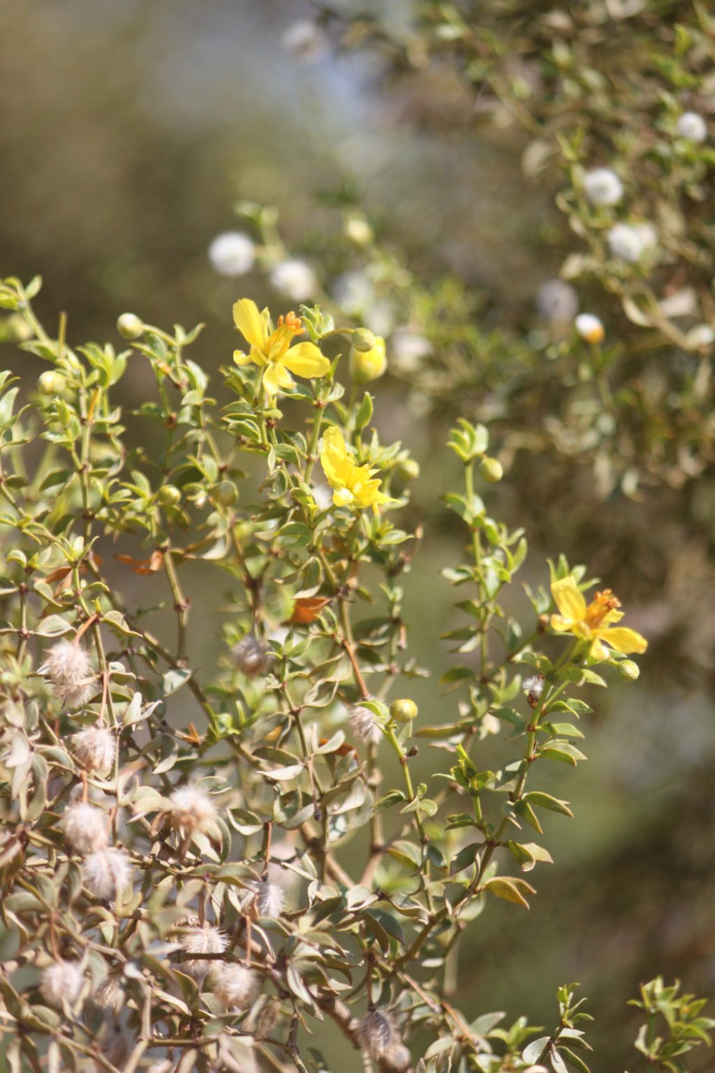 Creosote Bush - Sunnylands Art Garden