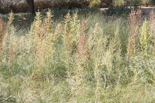 Texas Bear Grass - Sunnylands Art Garden