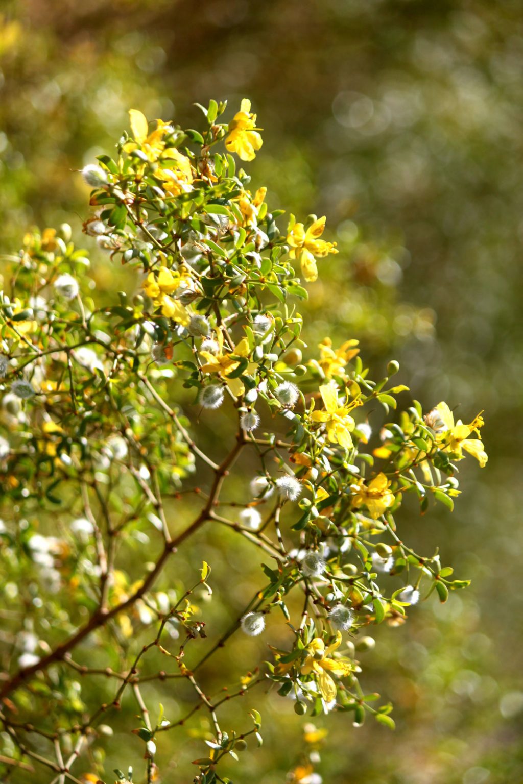 Creosote Bush - Sunnylands Art Garden
