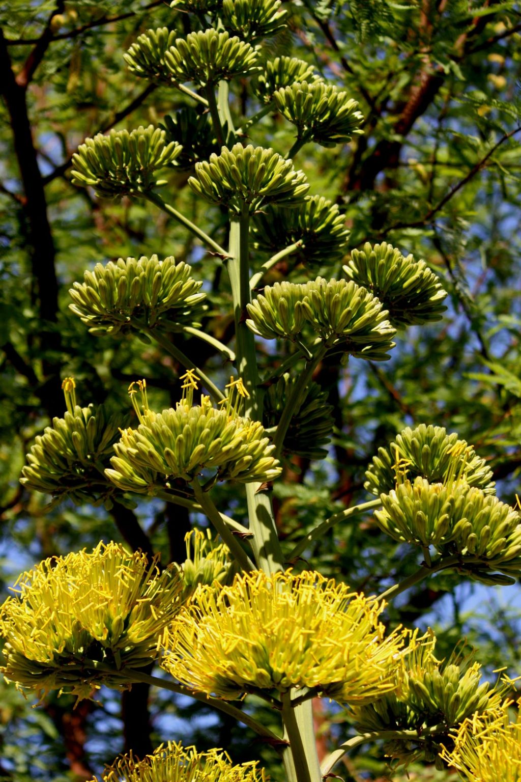Smooth Agave - Sunnylands Art Garden