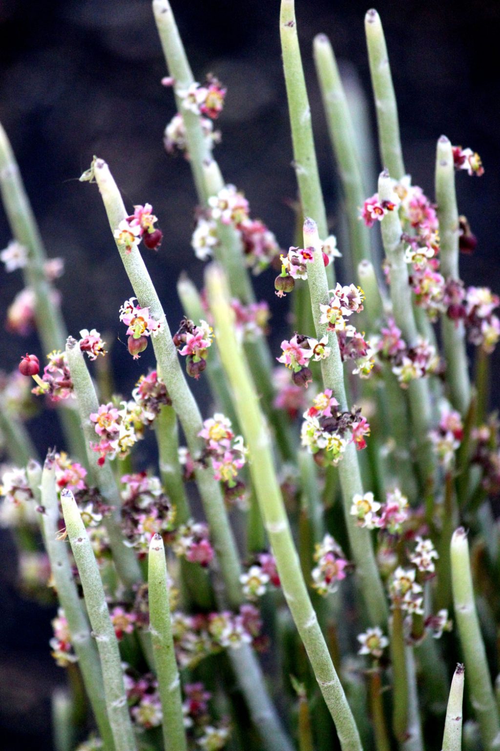 Candelilla - Sunnylands Art Garden