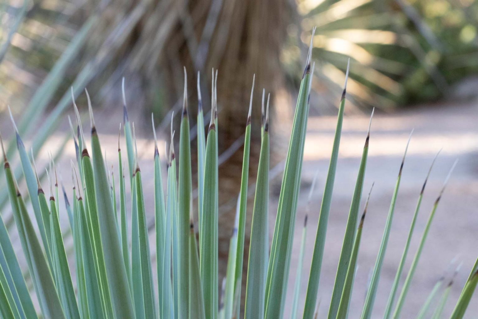 Beaked Yucca - Sunnylands Art Garden