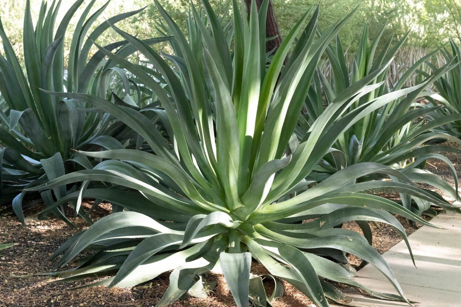 Smooth Agave - Sunnylands Art Garden