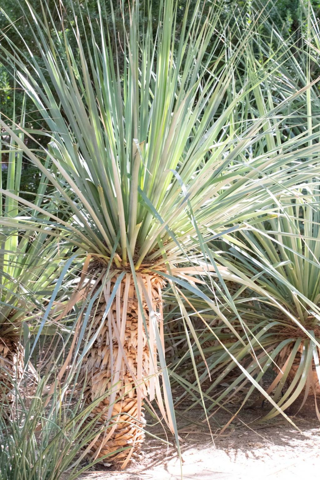 Beaked Yucca - Sunnylands Art Garden