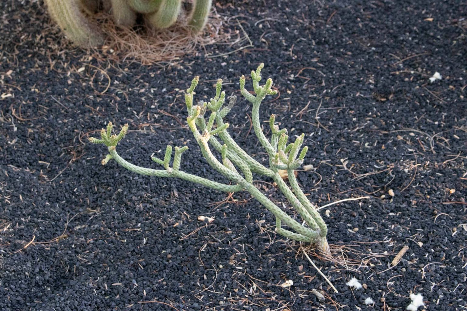Walking Stick/Cane Cholla - Sunnylands Art Garden