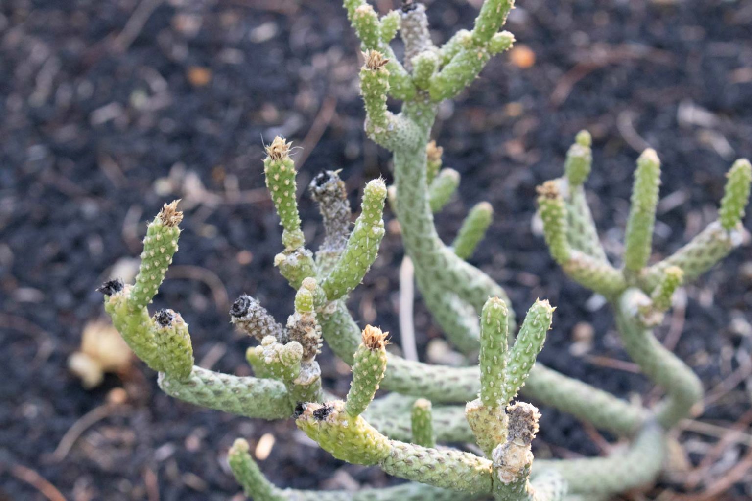 Walking Stick/Cane Cholla - Sunnylands Art Garden