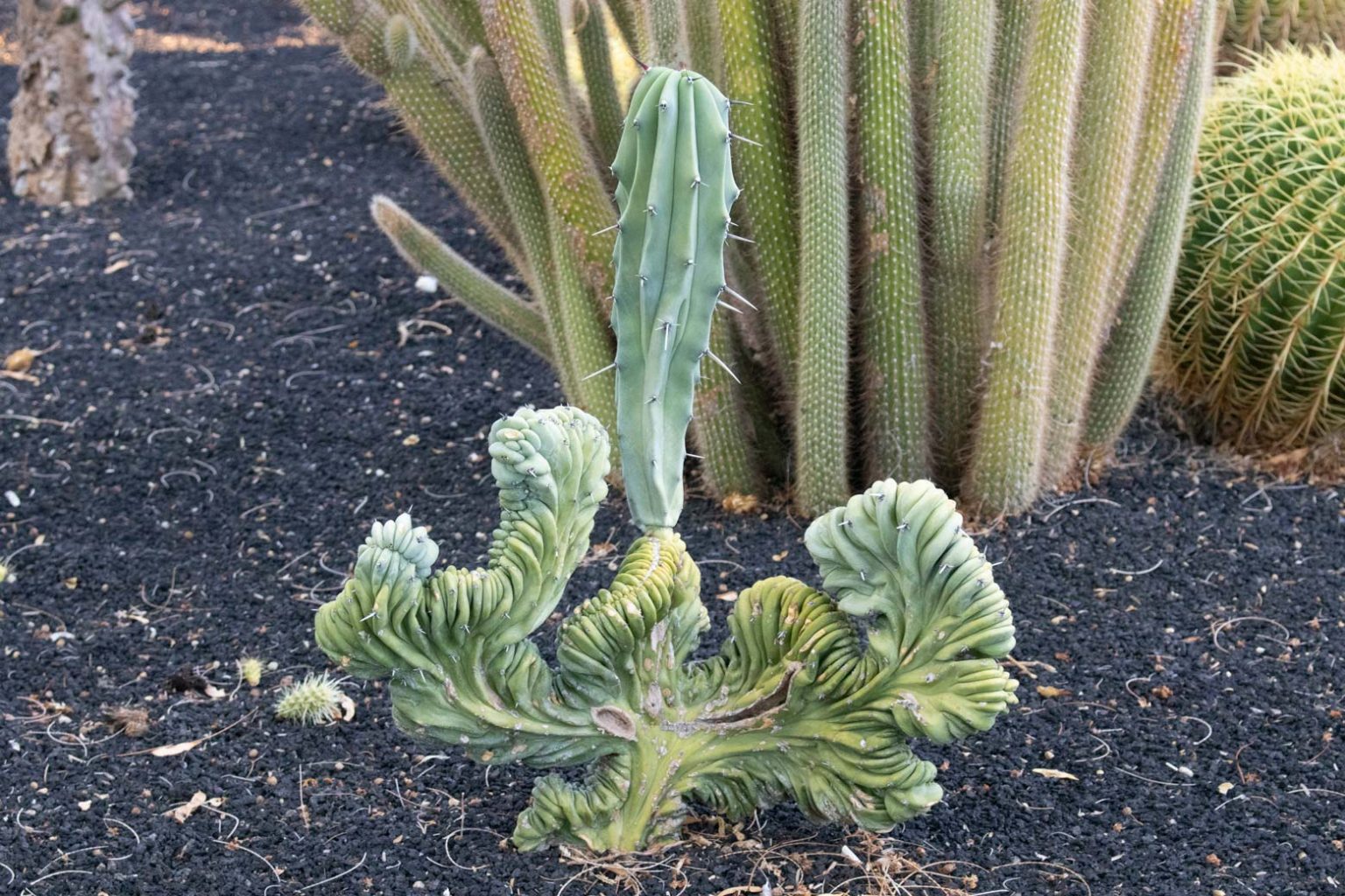 Crested Blue Flame - Sunnylands Art Garden