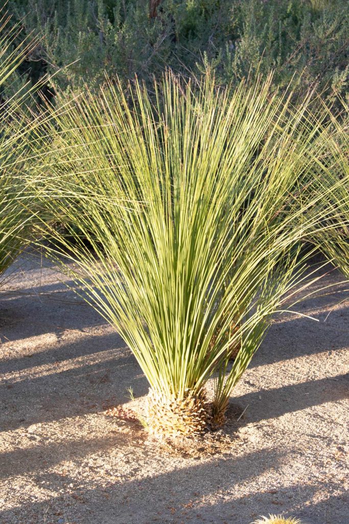 Mexican Grass Tree Sunnylands Art Garden