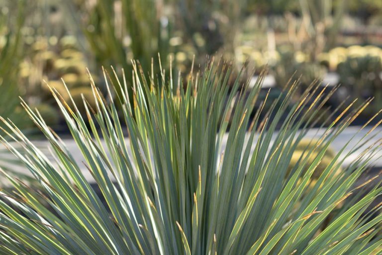 Beaked Yucca - Sunnylands Art Garden