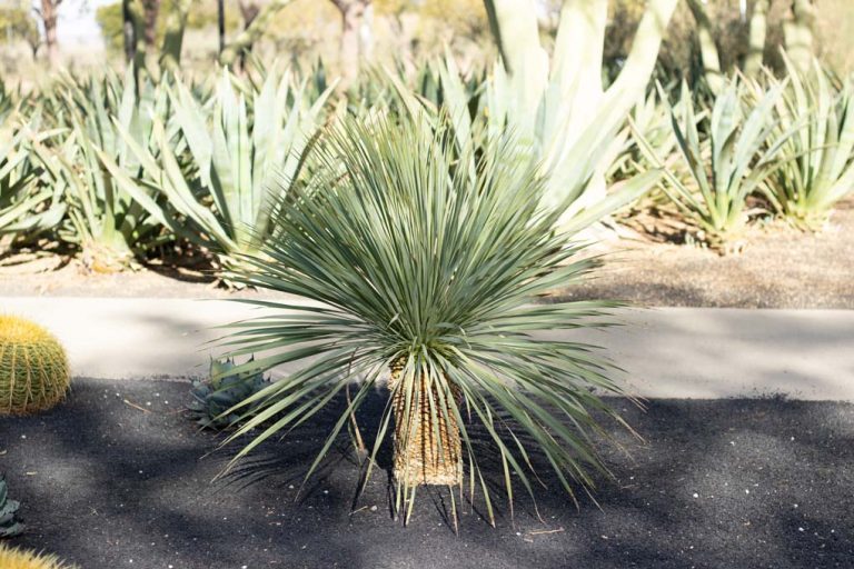 Beaked Yucca - Sunnylands Art Garden