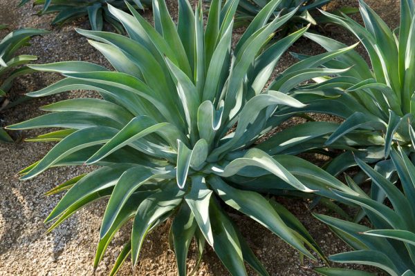 Smooth Agave - Sunnylands Art Garden