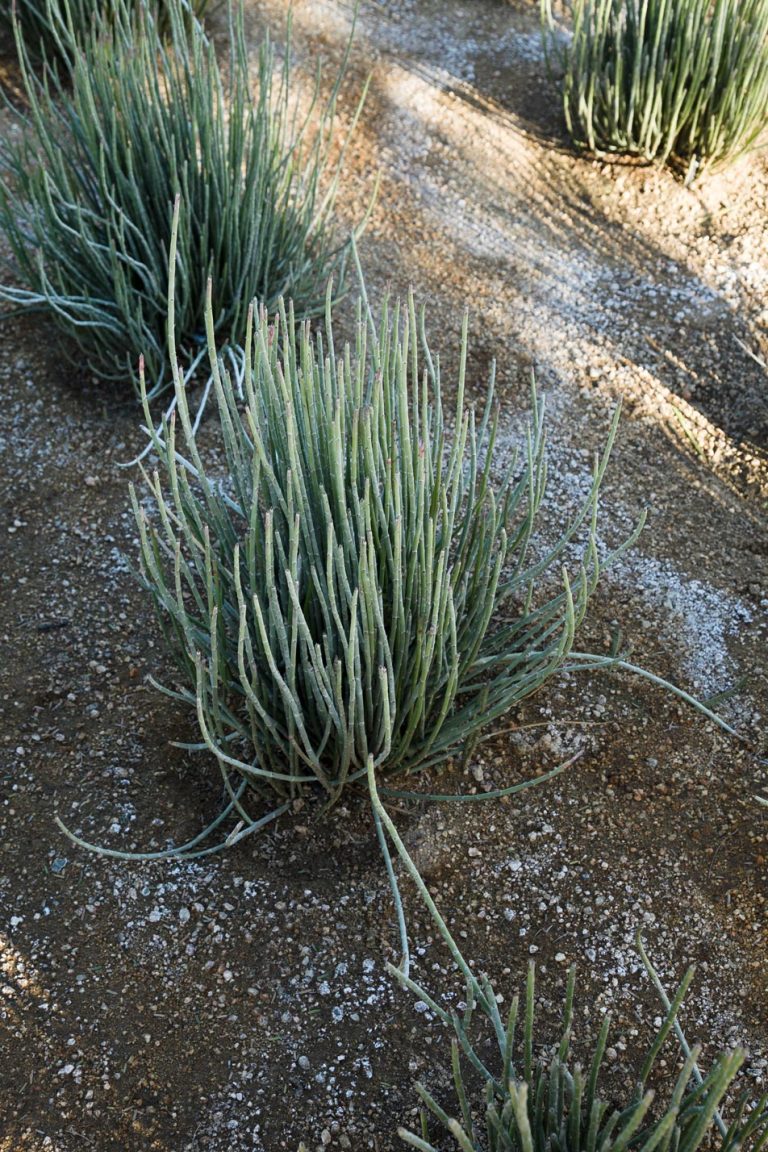 Candelilla - Sunnylands Art Garden