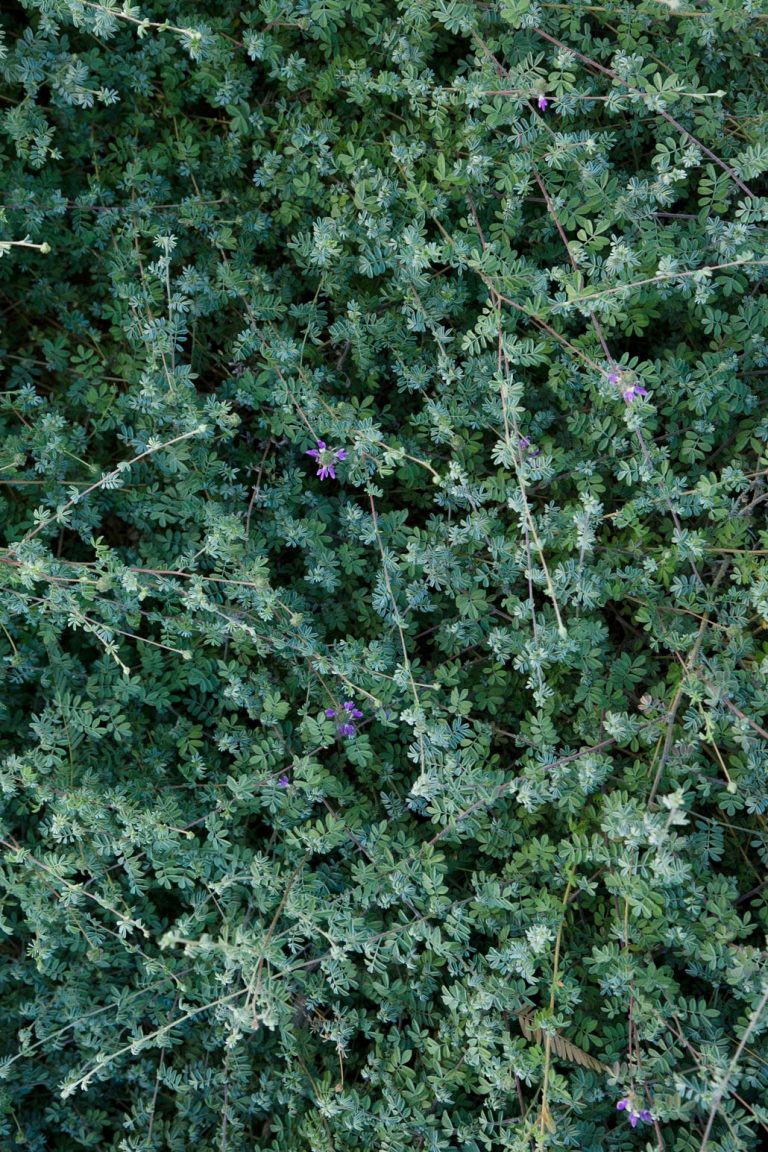Trailing Indigo Bush - Sunnylands Art Garden