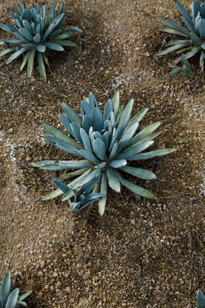 Black-spined Agave - Sunnylands Art Garden