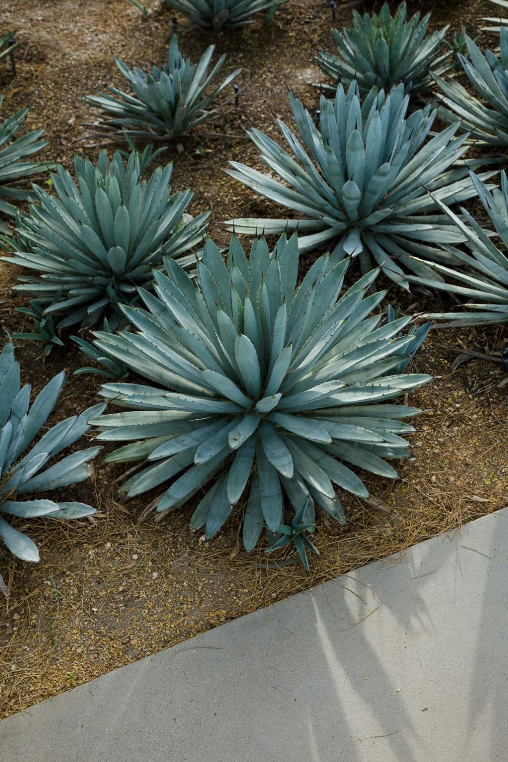 Black-spined Agave - Sunnylands Art Garden