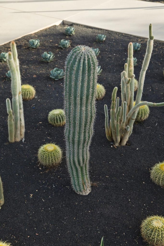 Cardon/Baja Saguaro - Sunnylands Art Garden