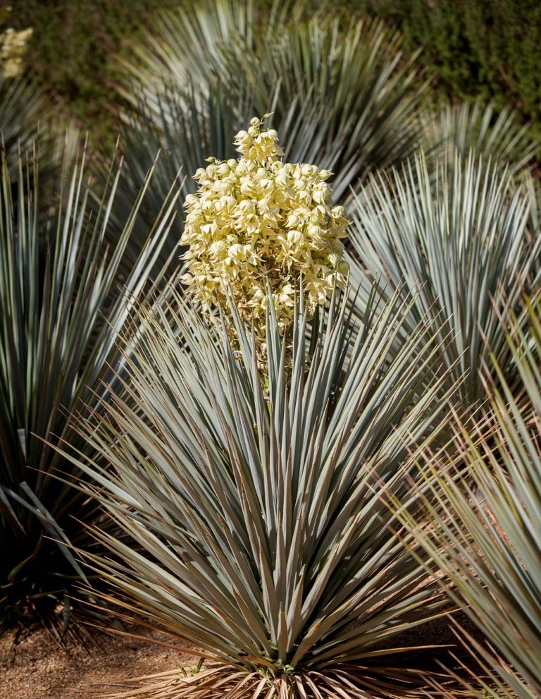 Beaked Yucca - Sunnylands Art Garden