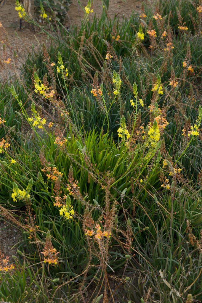 African Bulbine - Sunnylands Art Garden
