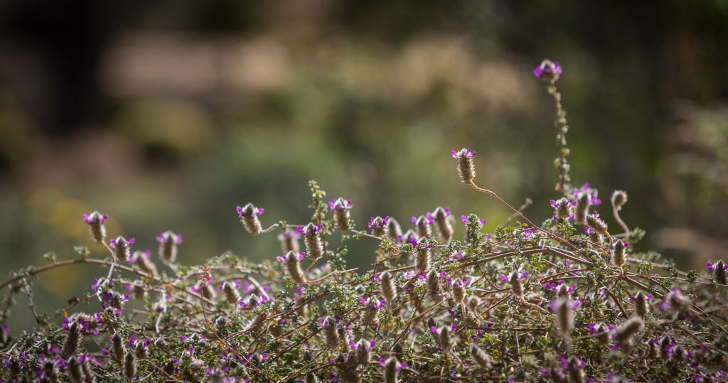 Trailing Indigo Bush - Sunnylands Art Garden