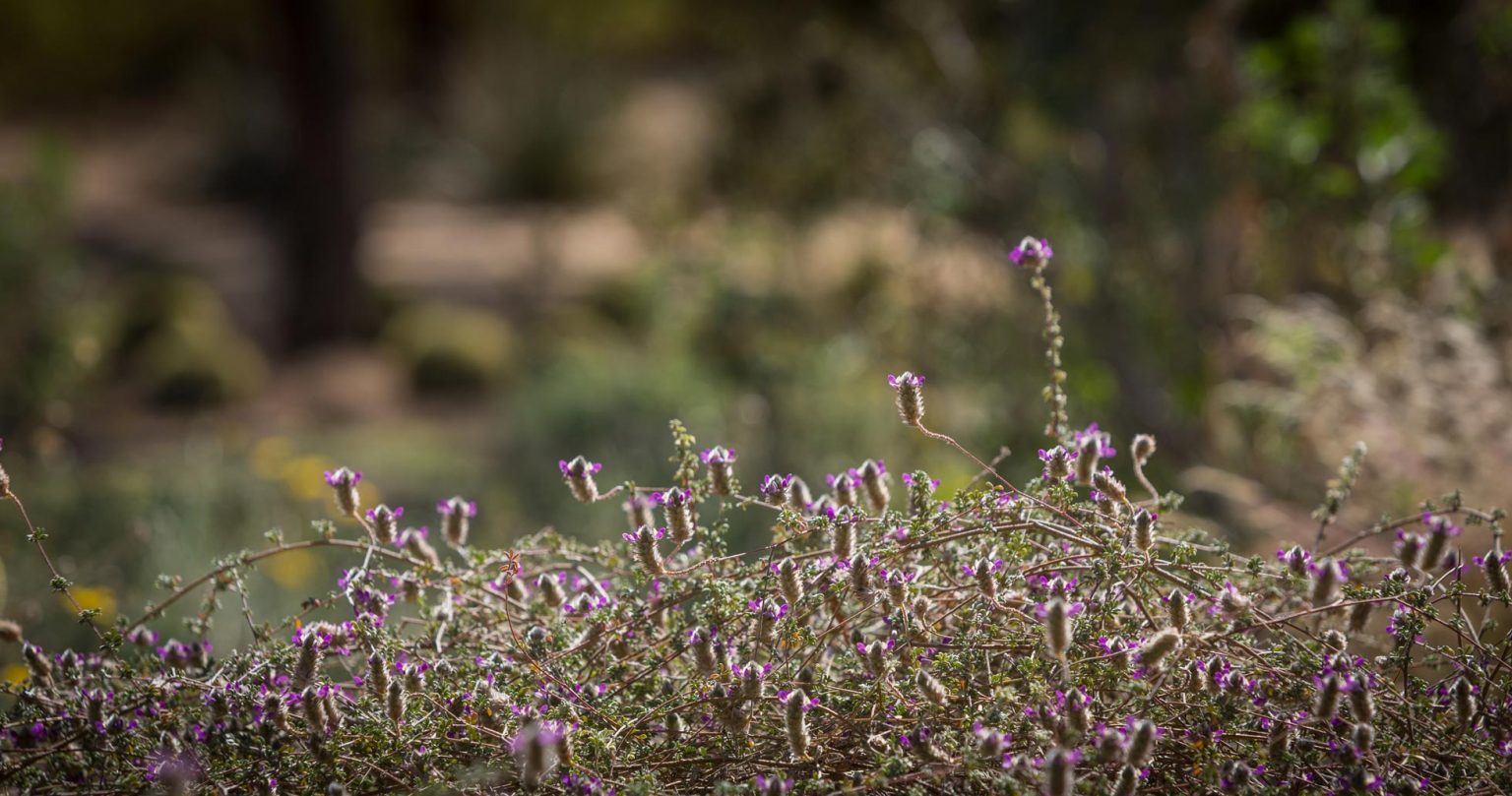 Trailing Indigo Bush - Sunnylands Art Garden