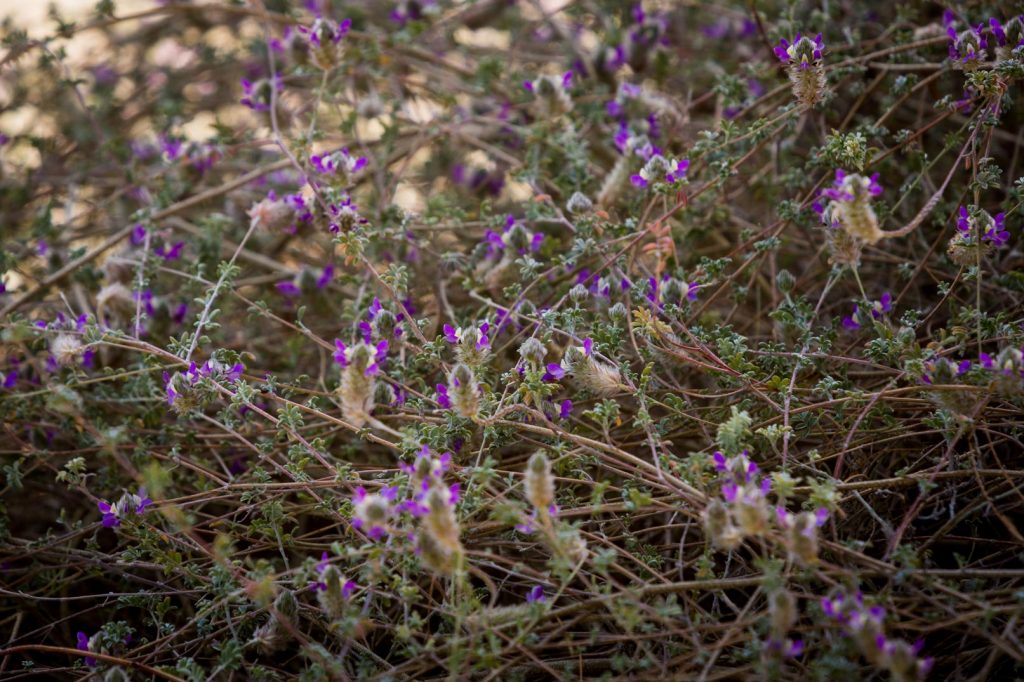 Trailing Indigo Bush - Sunnylands Art Garden