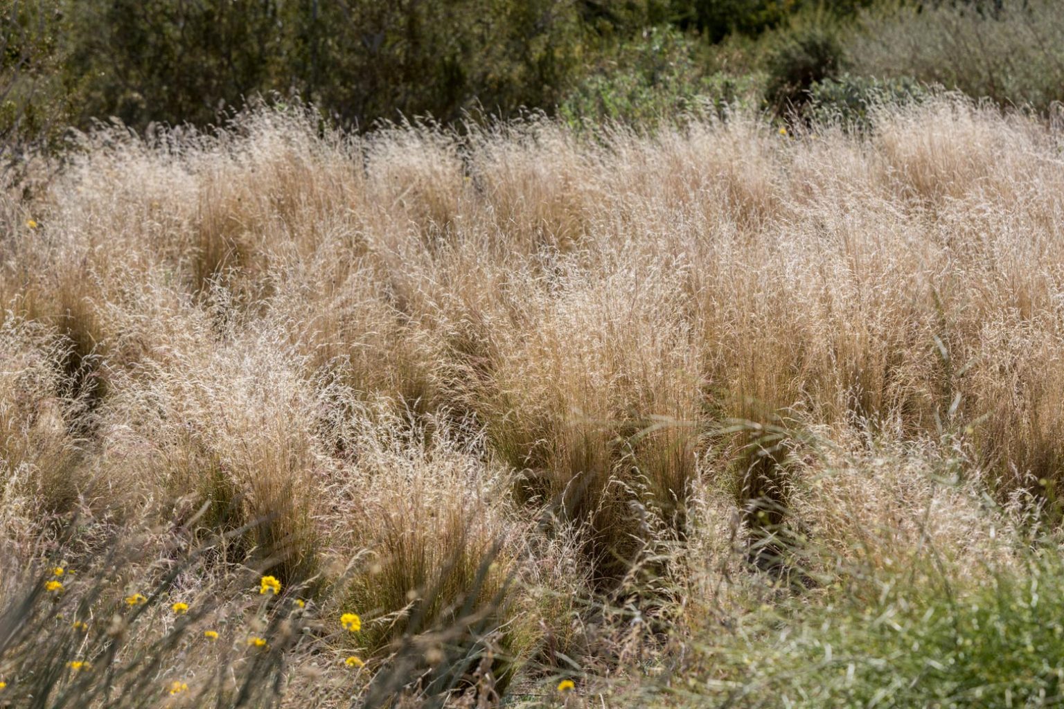 Indian Ricegrass - Sunnylands Art Garden