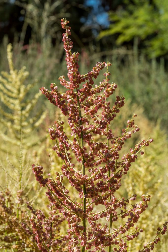 Texas Bear Grass - Sunnylands Art Garden