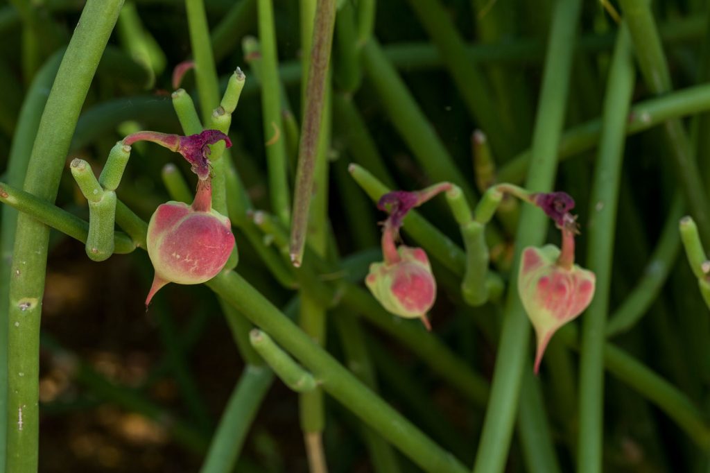 Lady Slipper/Slipper Flower - Sunnylands Art Garden