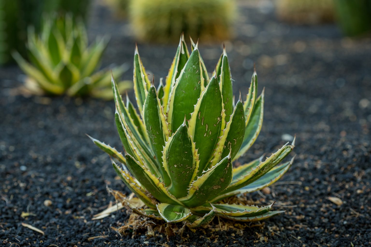 Thorn-crested Agave - Sunnylands Art Garden