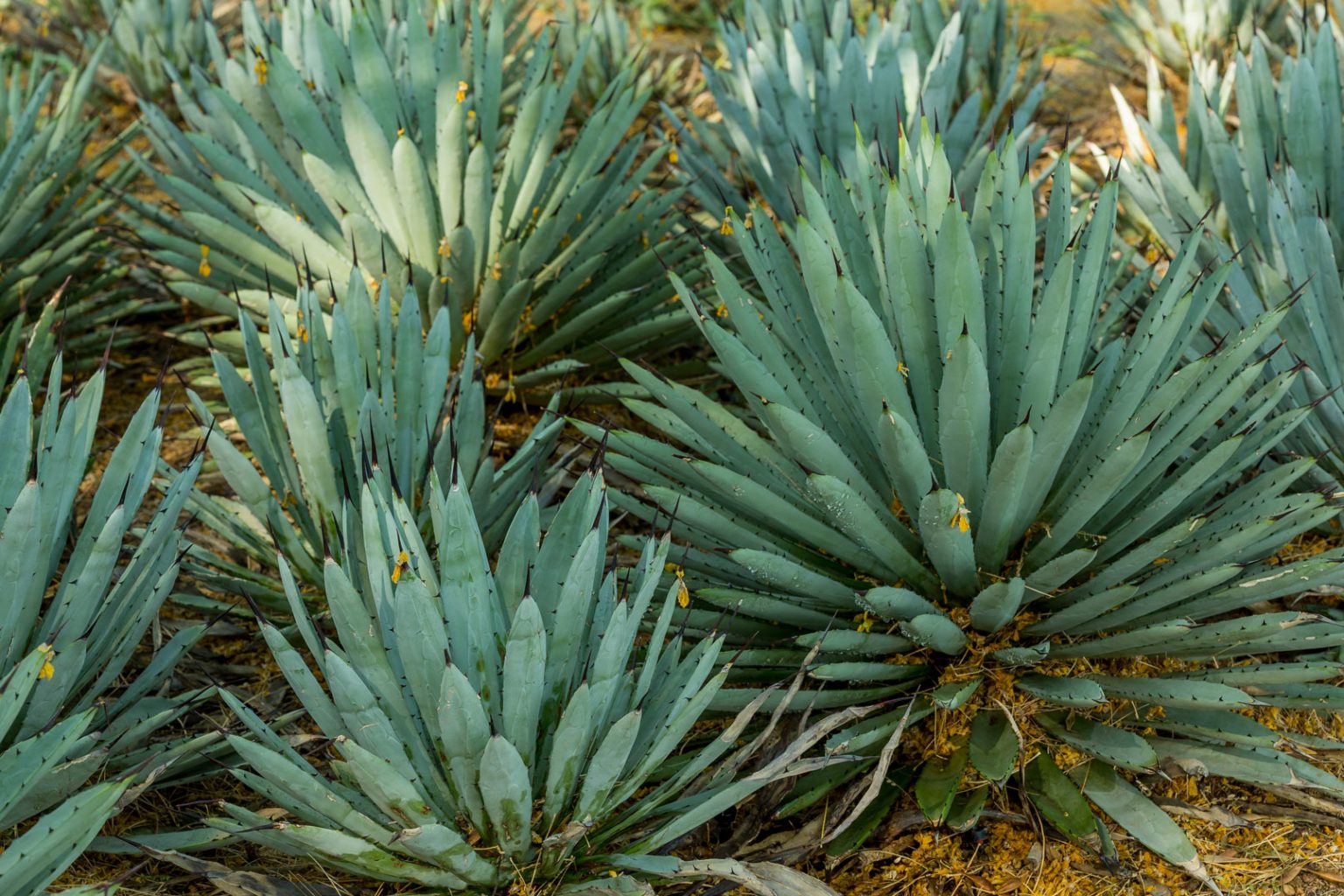 Black-spined Agave - Sunnylands Art Garden